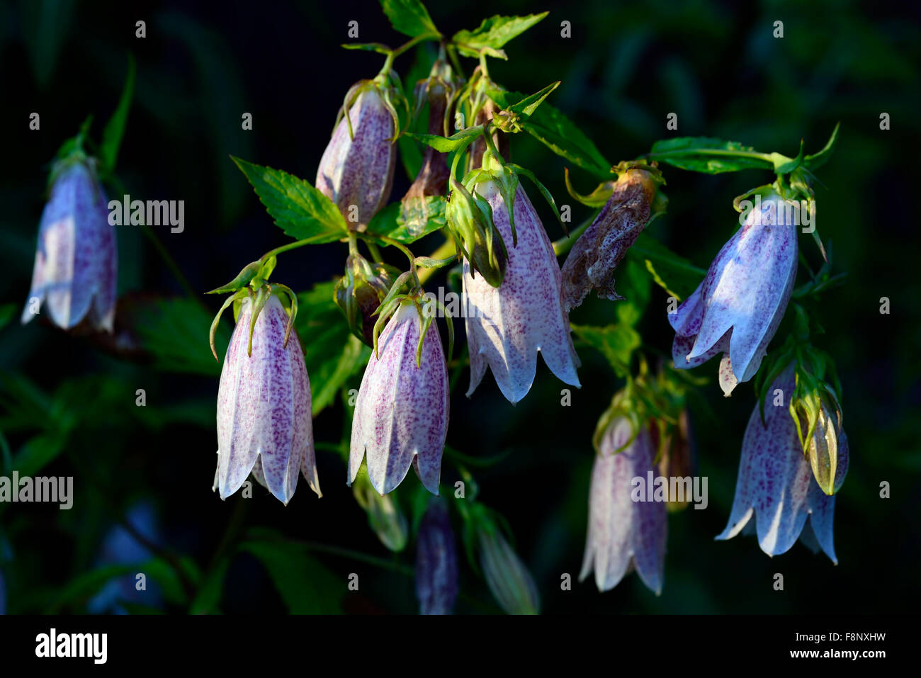 backlit sunset Campanula takesimana Elizabeth bellflower pink flowers ...