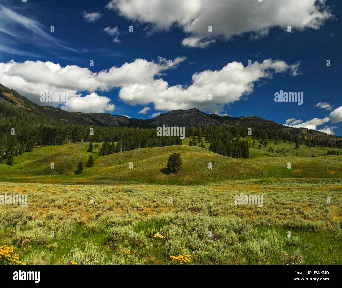 Yellowstone National Park, Wyoming, USA Stock Photo - Alamy