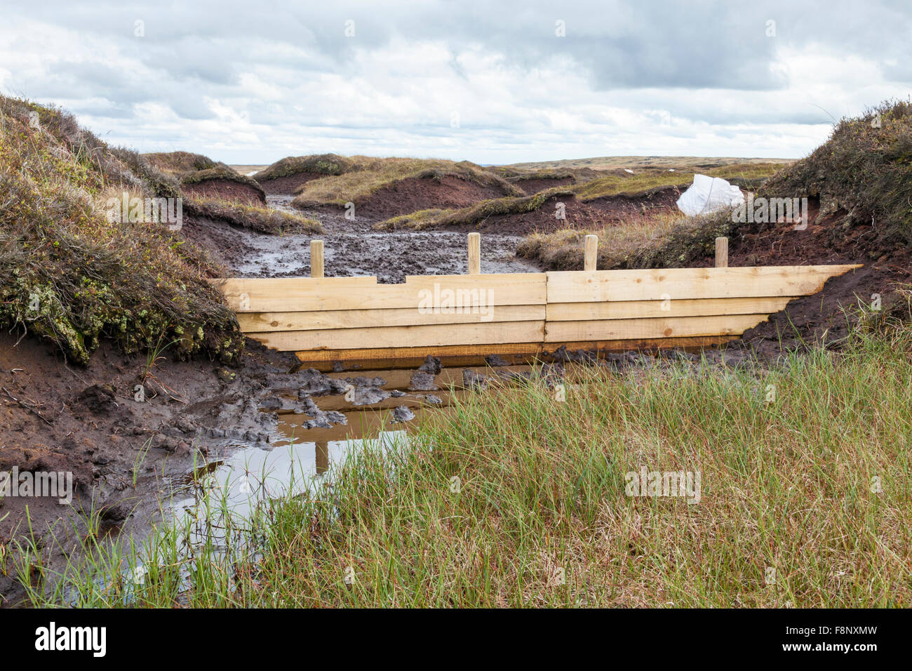 Restoring moorland through gully blocking on Kinder Scout, Derbyshire ...