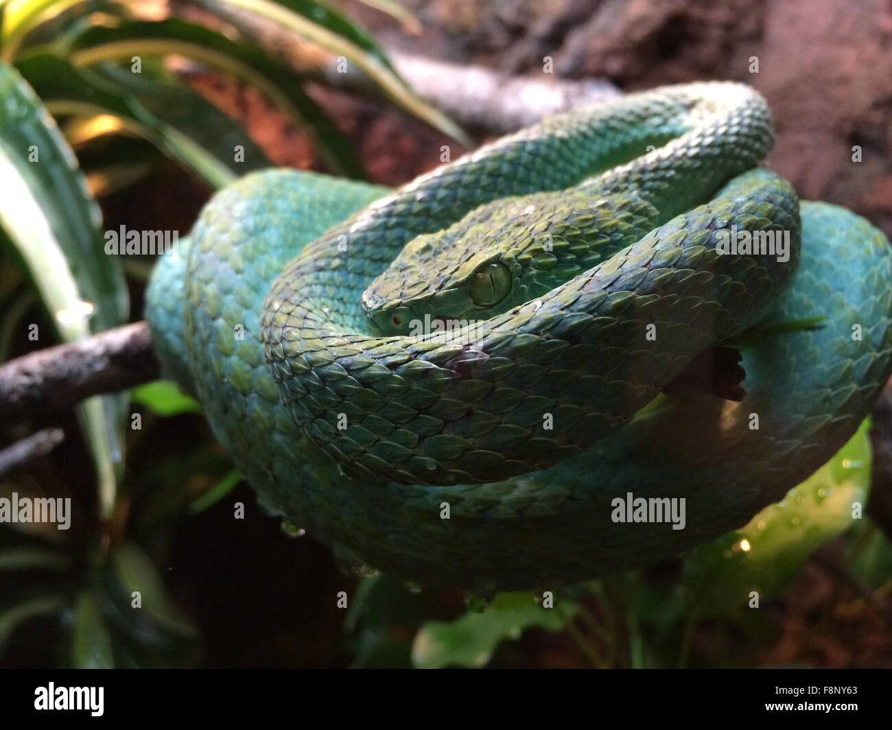 Zoo snake hi-res stock photography and images - Alamy