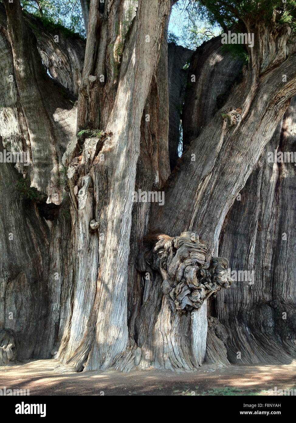 The tule tree hi-res stock photography and images - Alamy