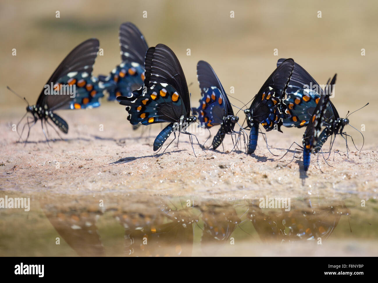 Swallowtails hi-res stock photography and images - Alamy