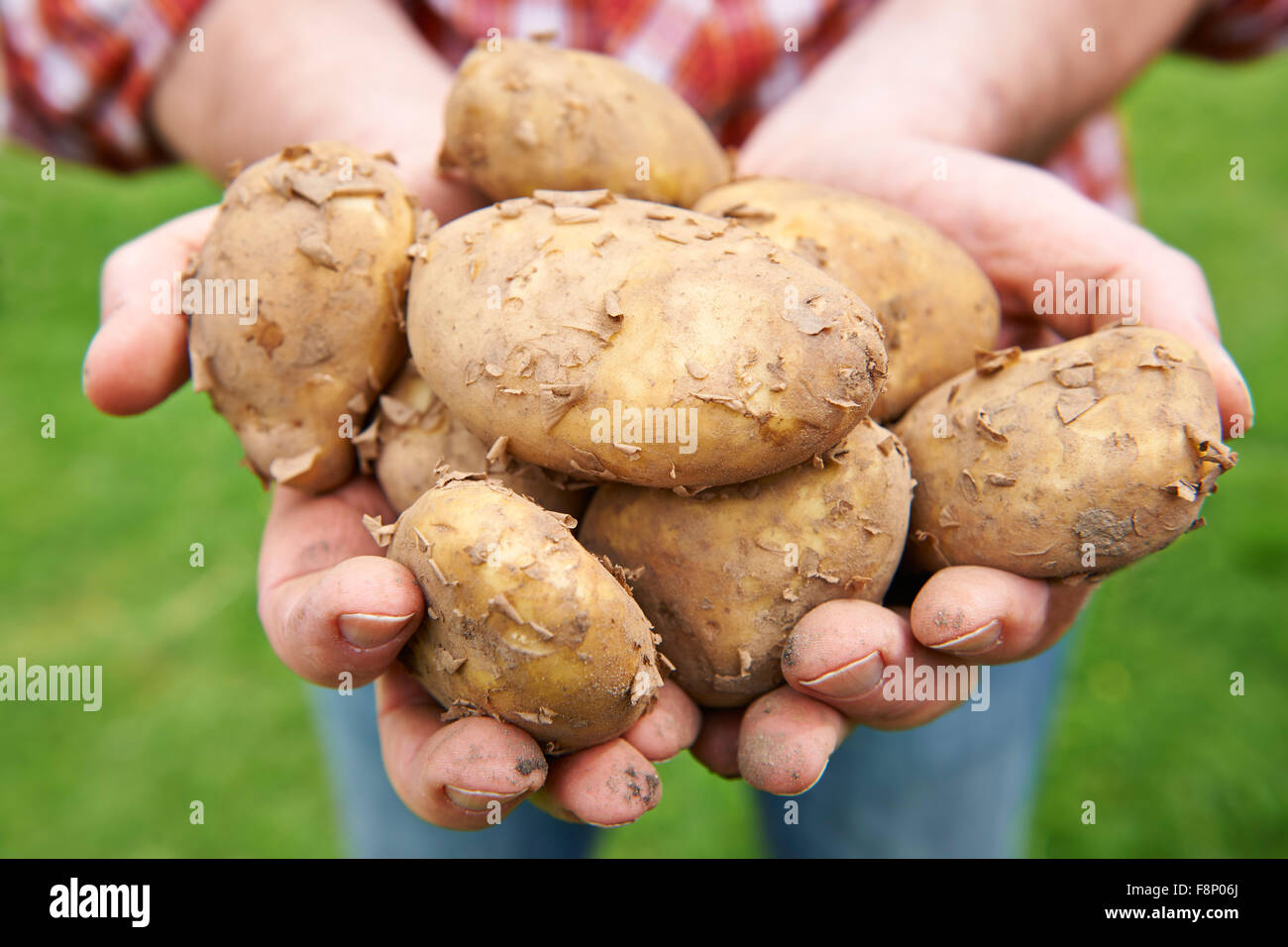 Man Holding Freshly Picked Jersey Royal Potatoes Stock Photo - Alamy