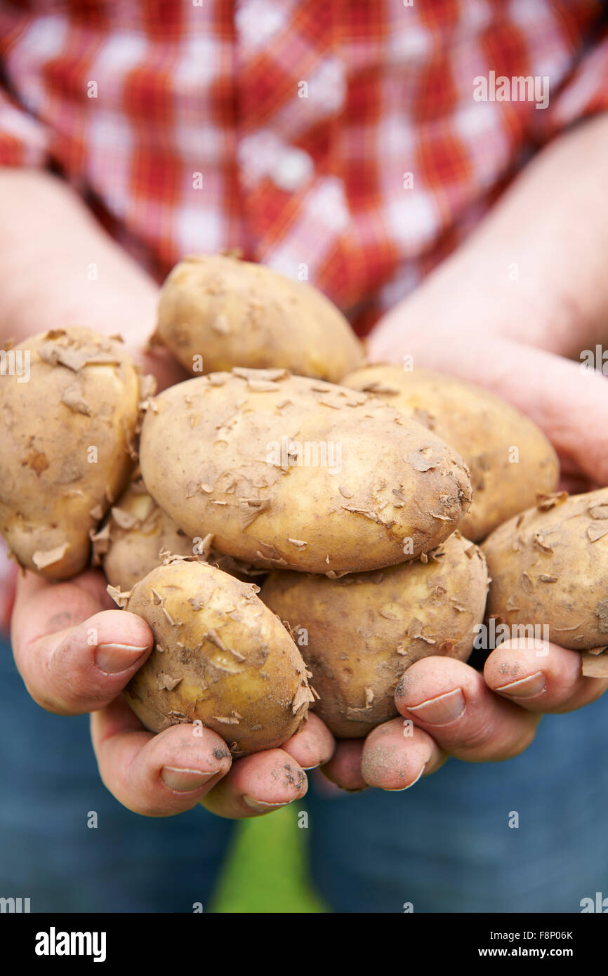 Jersey Royal Potatoes Stock Photos & Jersey Royal Potatoes Stock Images ...