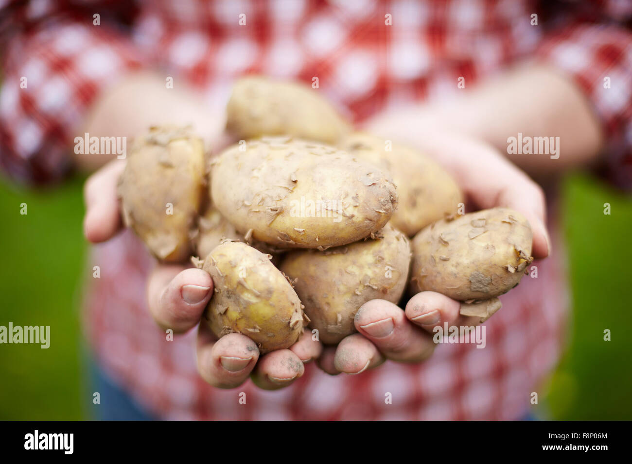 Man Holding Freshly Picked Jersey Royal Potatoes Stock Photo - Alamy