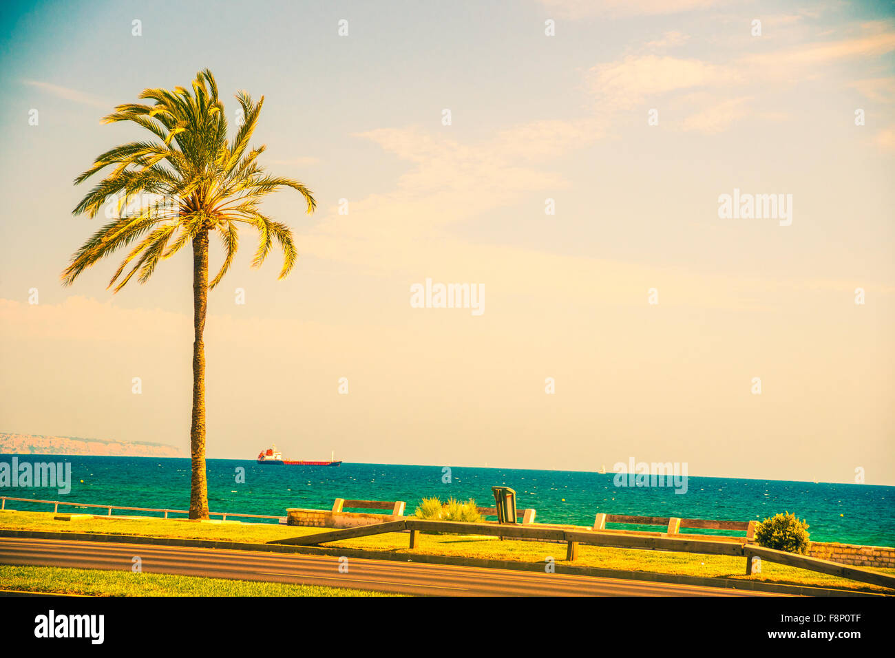 Palm trees along the coast in Palma de Mallorca Stock Photo - Alamy