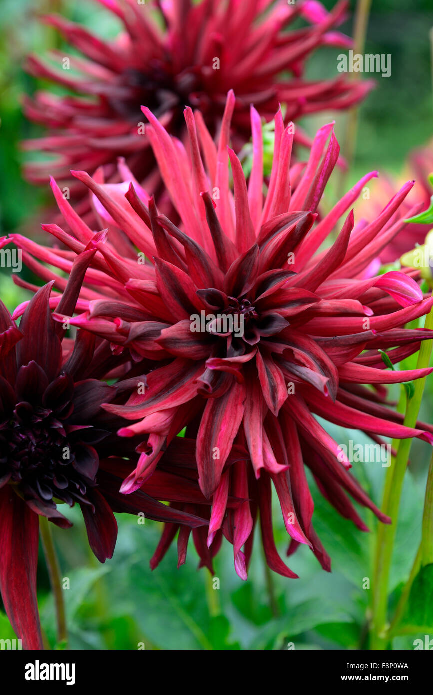 dahlia nuit d'ete dark red flower flowers dahlias bloom blossom dahlias ...