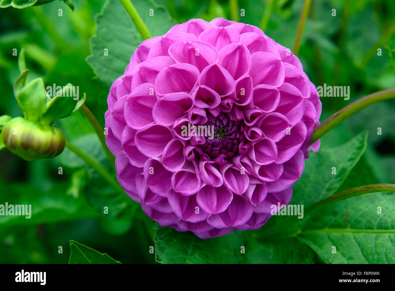 Compound Capitulum High Resolution Stock Photography and Images - Alamy