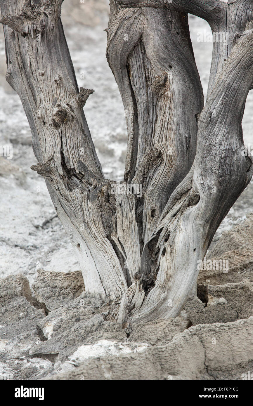 Bleached tree trunks hi-res stock photography and images - Alamy