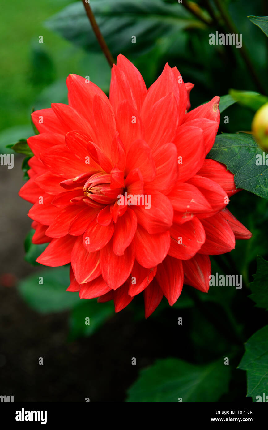 dahlia taratahi ruby red flower flowers bloom blossom perennial tuber ...