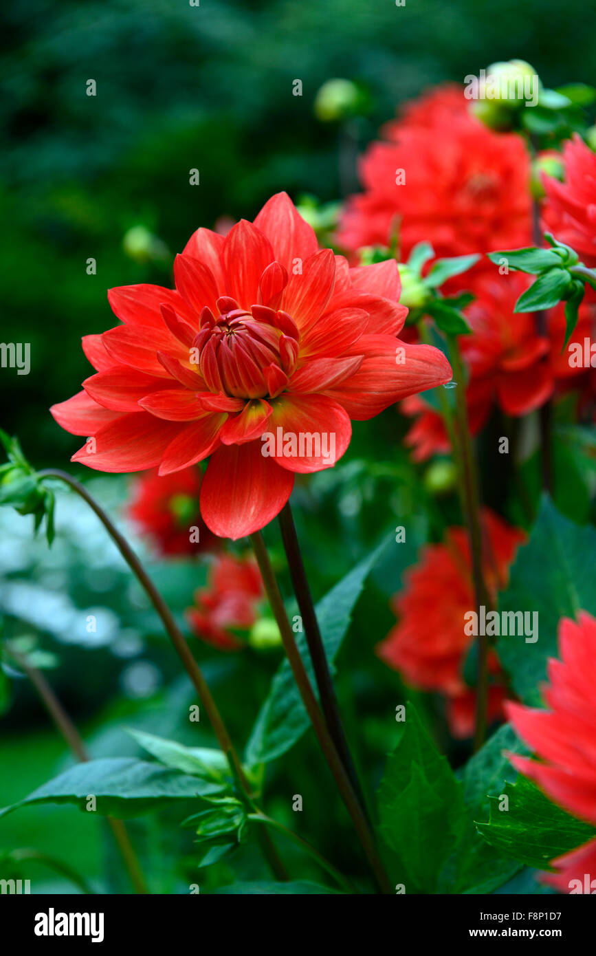 Dahlia taratahi ruby hi-res stock photography and images - Alamy