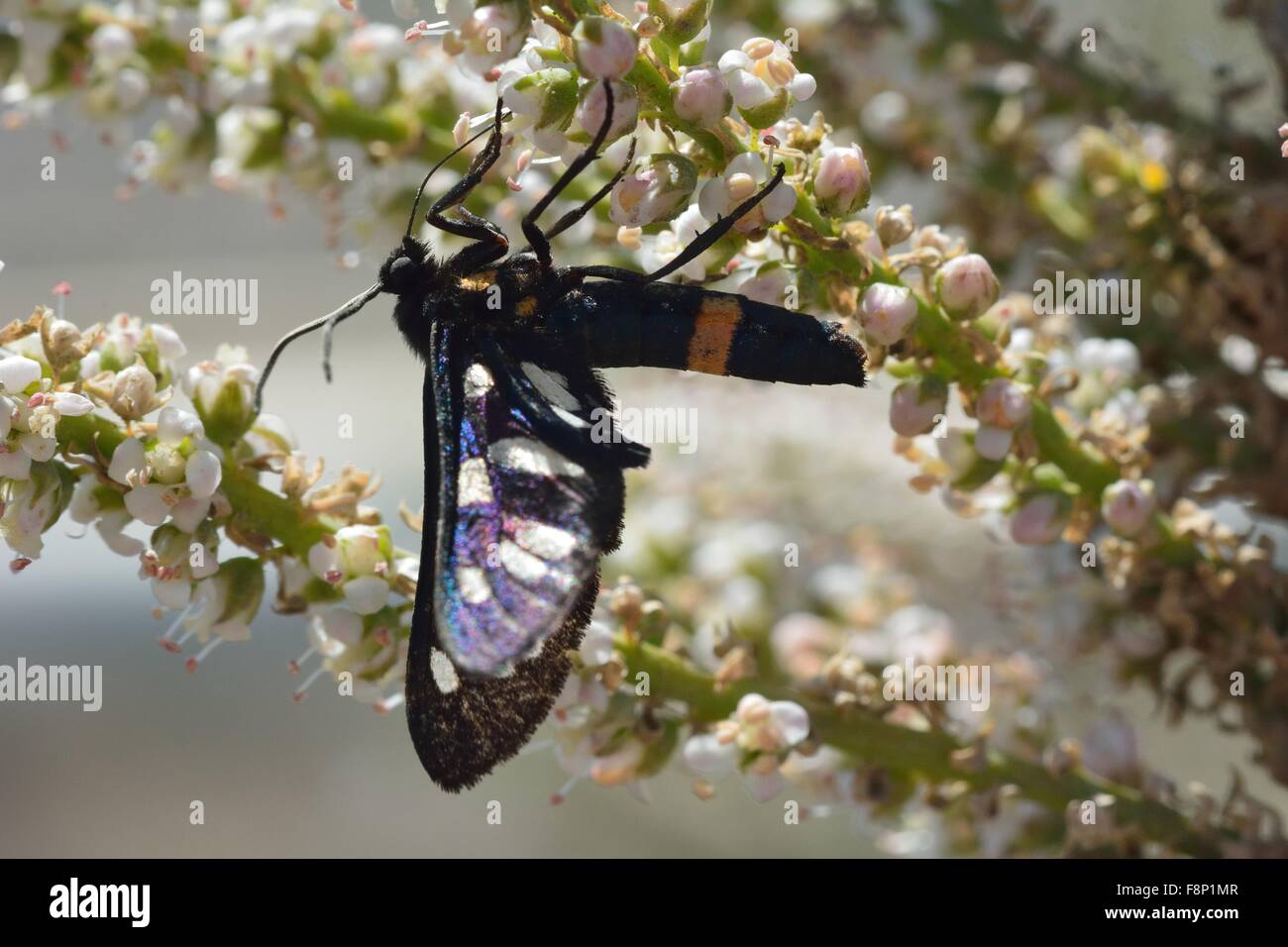Nine-spotted moth (Amata phegea). A distinctive moth in the family ...