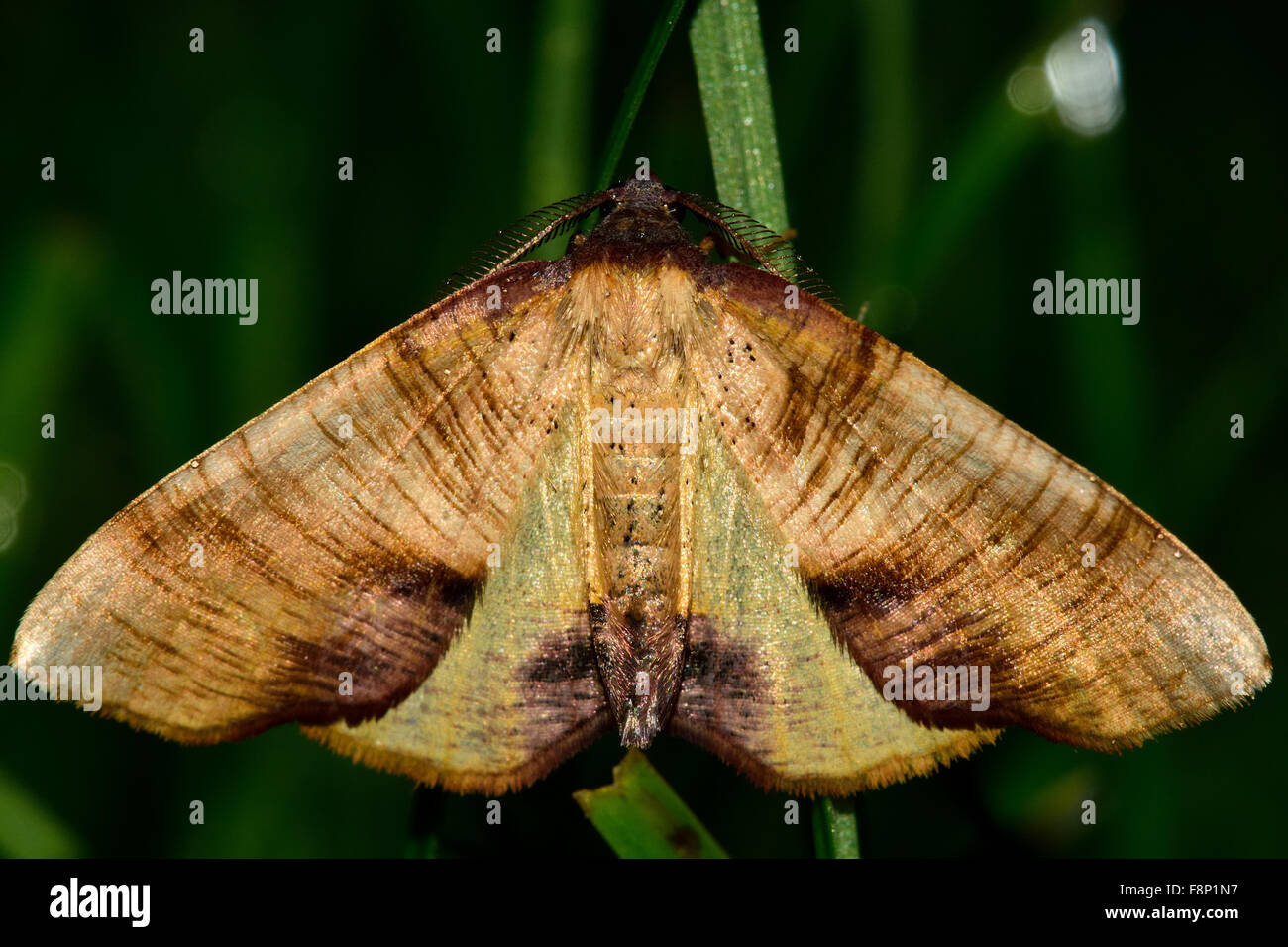 Scorched wing moth hi-res stock photography and images - Alamy