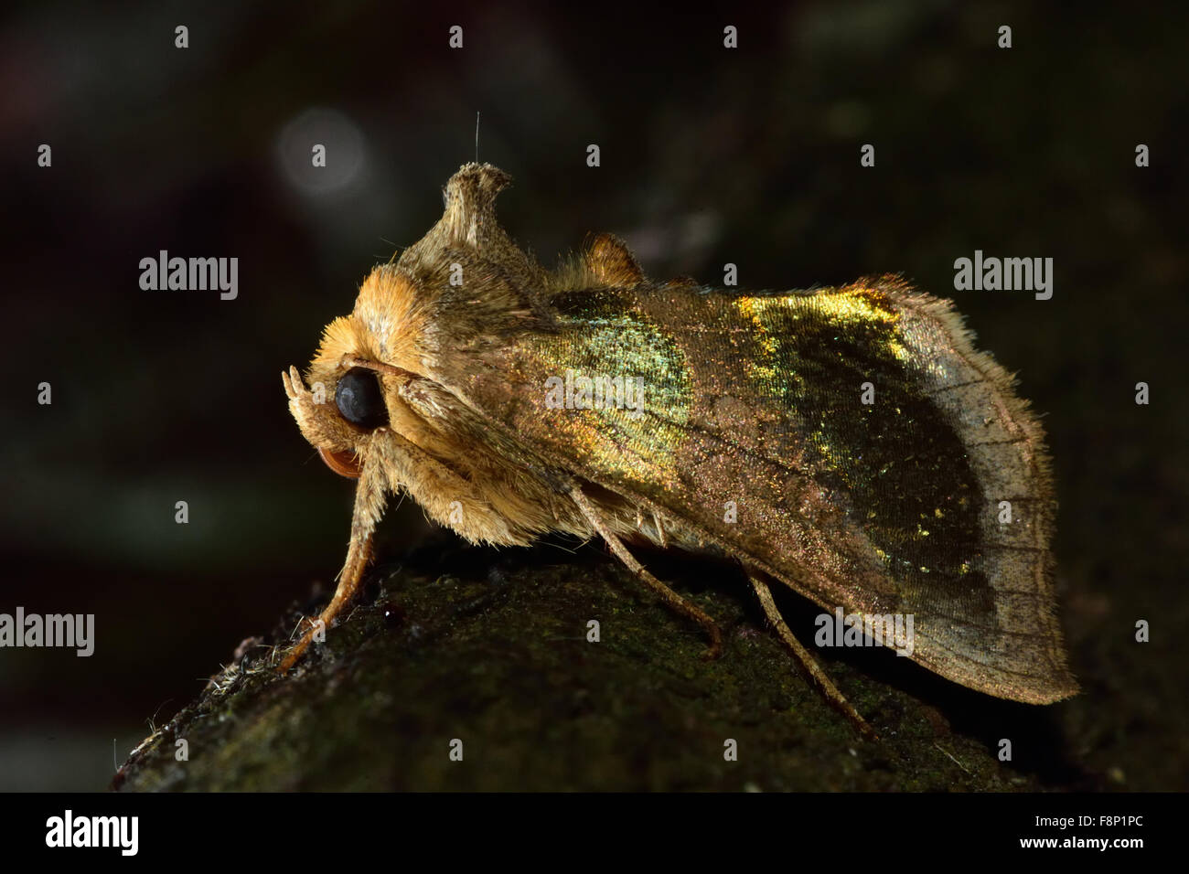 Burnished brass moth (Diachrysia chrysitis) A stunning metallic moth in ...