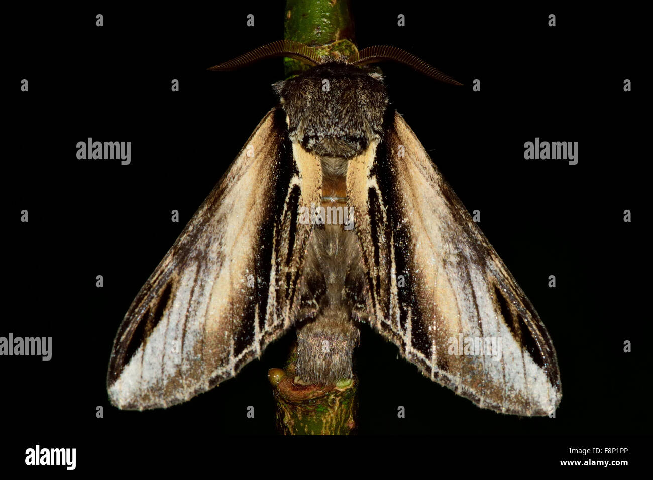 Swallow prominent moth (Phoesia tremula). A moth in the family ...