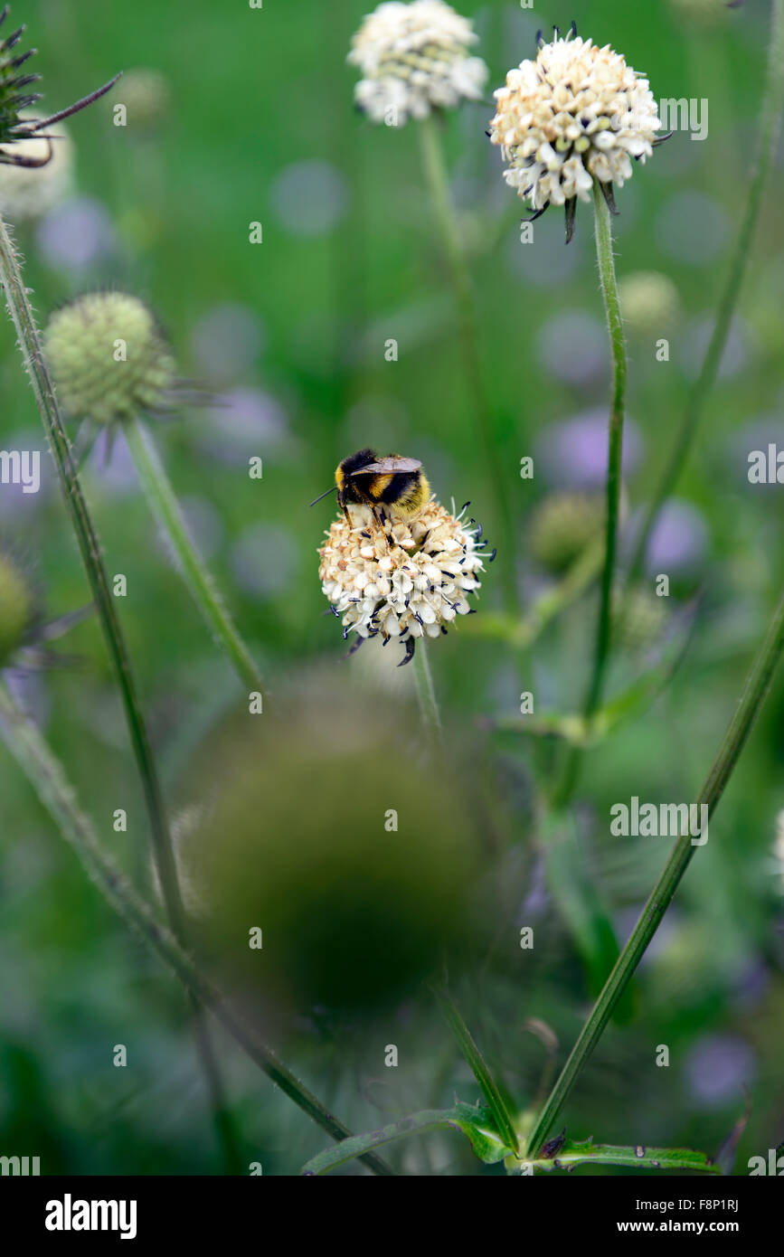 dipsacus asper chinese teasel flower flowers flowering white bumble bee ...