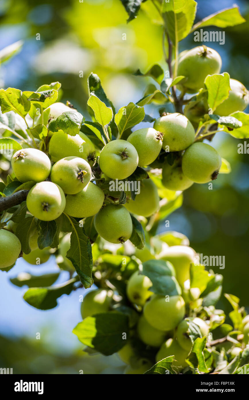 Green apples on the tree Stock Photo - Alamy