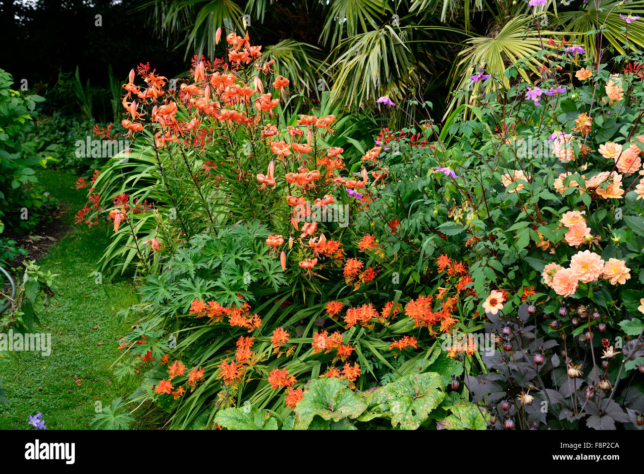 lilium lancifolium crocosmia zanzibar dahlia moonfire orange flower ...