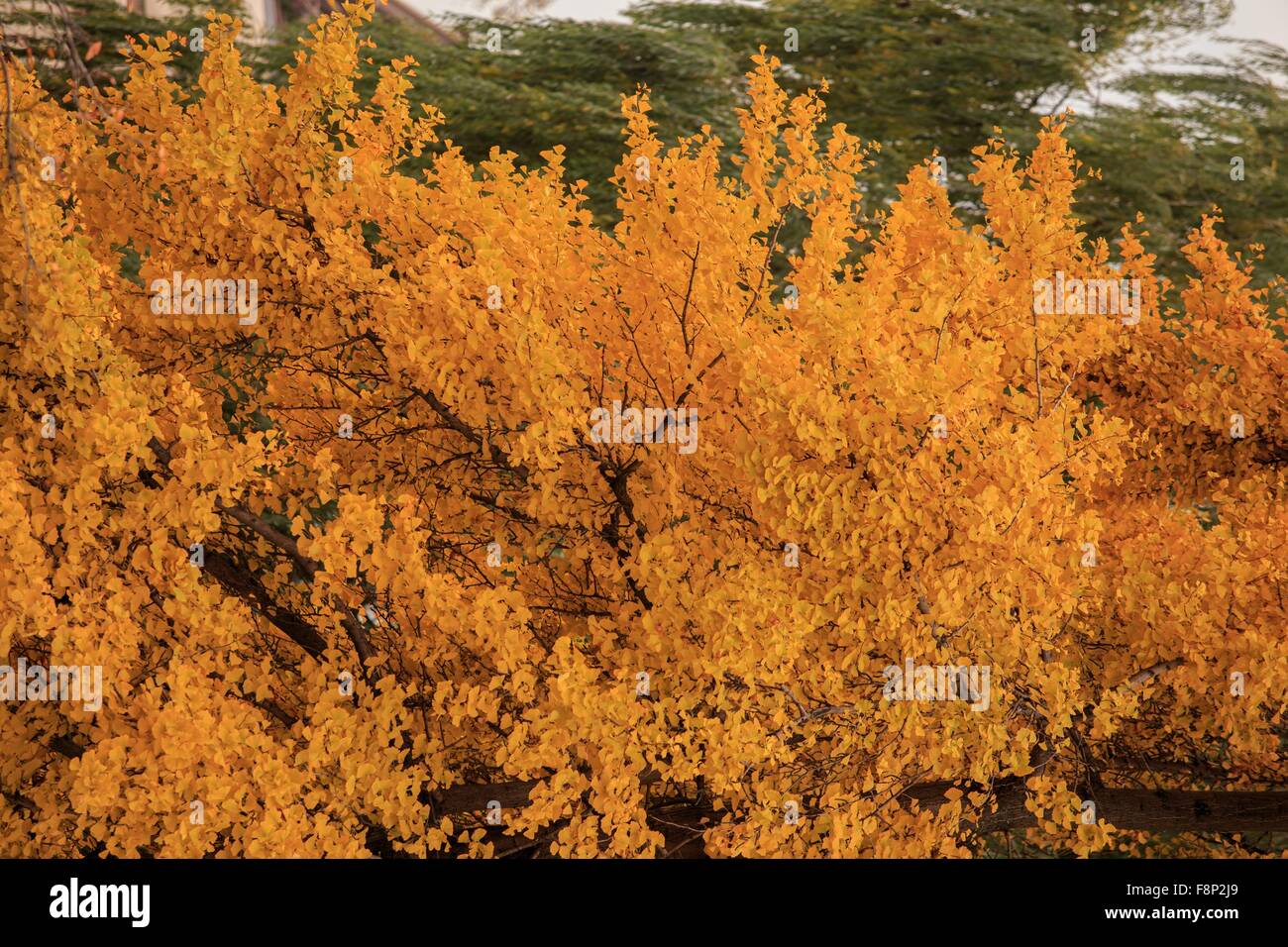 Brightly coloured trees at the base of the Eiffel Tower in Paris ...