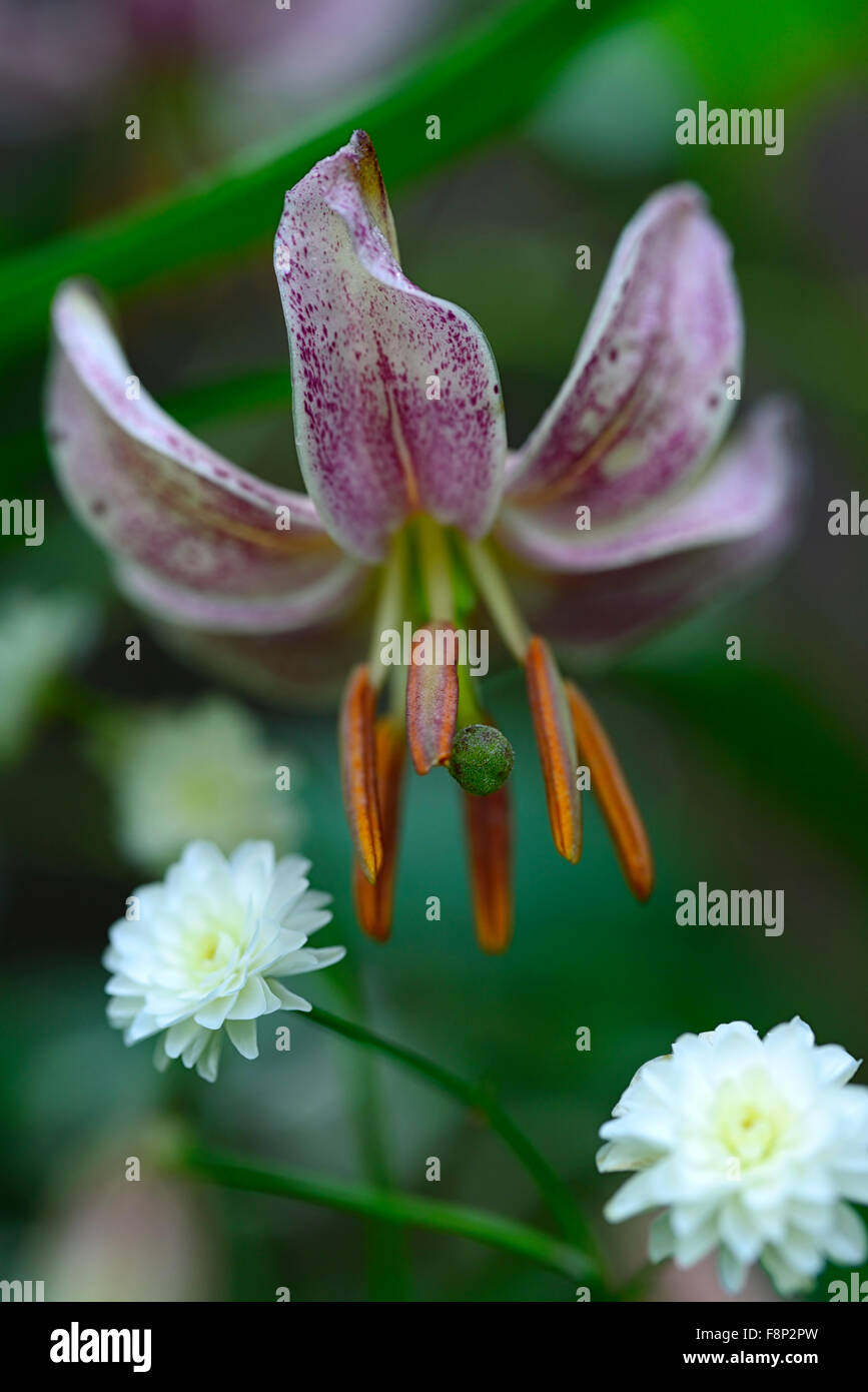 lilium martagon pink morning ranunculus aconitifolius pleniflorus ...