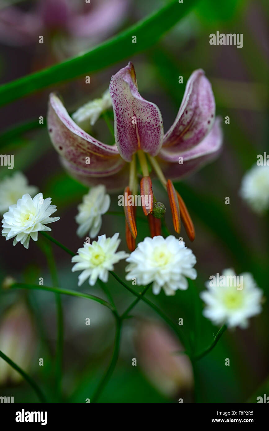 lilium martagon pink morning ranunculus aconitifolius pleniflorus ...