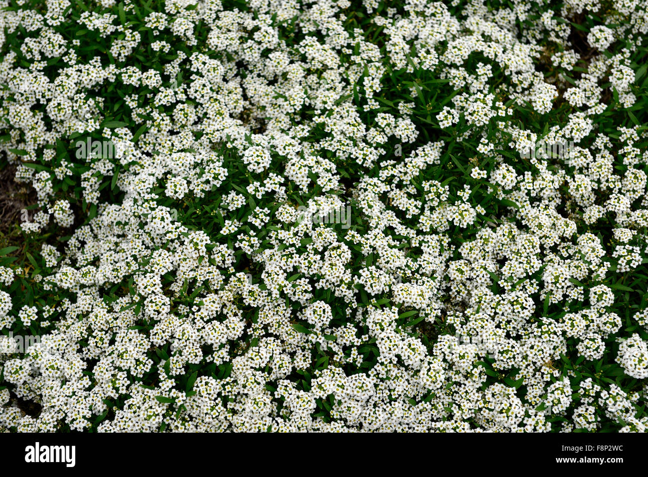 Lobularia maritima Carpet of Snow syn Alyssum cultivar wonderland white ...