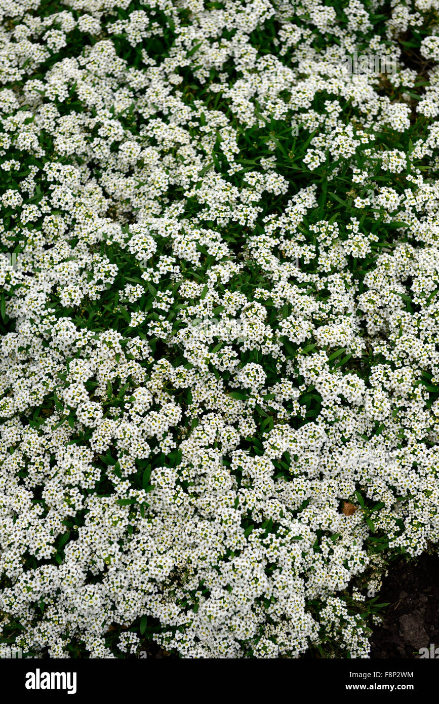 Lobularia wonderland hi-res stock photography and images - Alamy