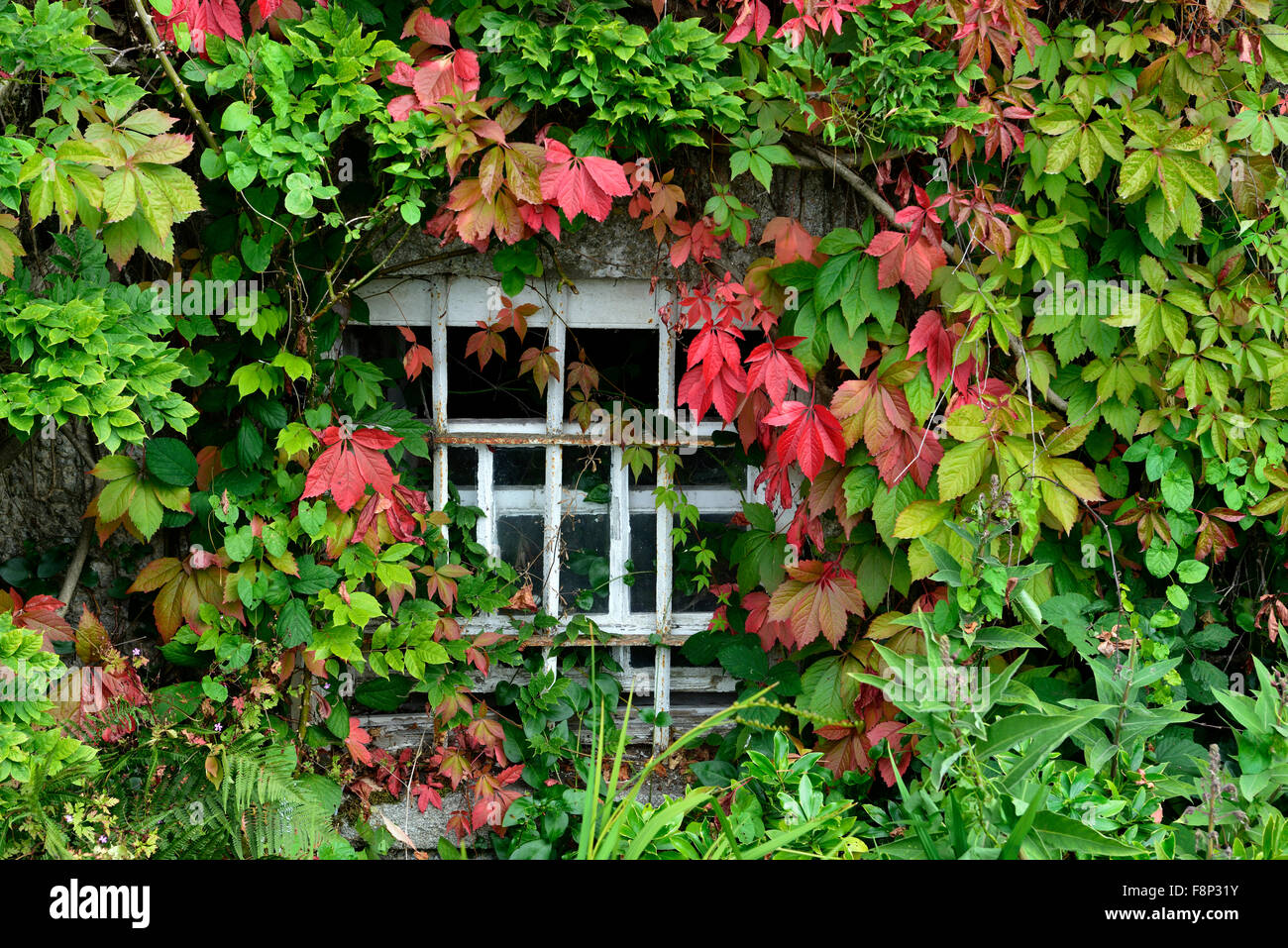 Parthenocissus climber creeper vine cover covered covering wall window ...