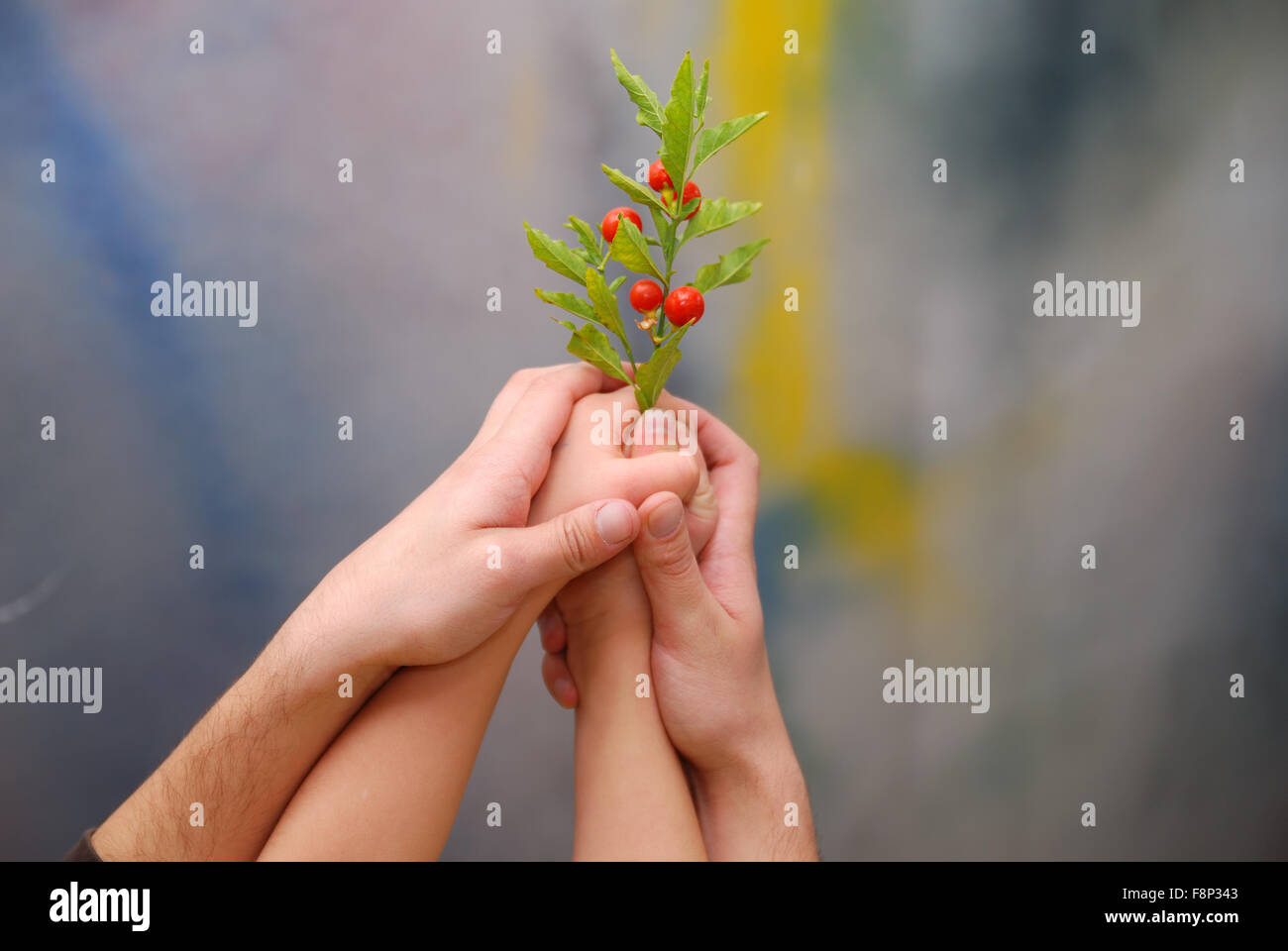 growth concept with small plant in hand Stock Photo - Alamy