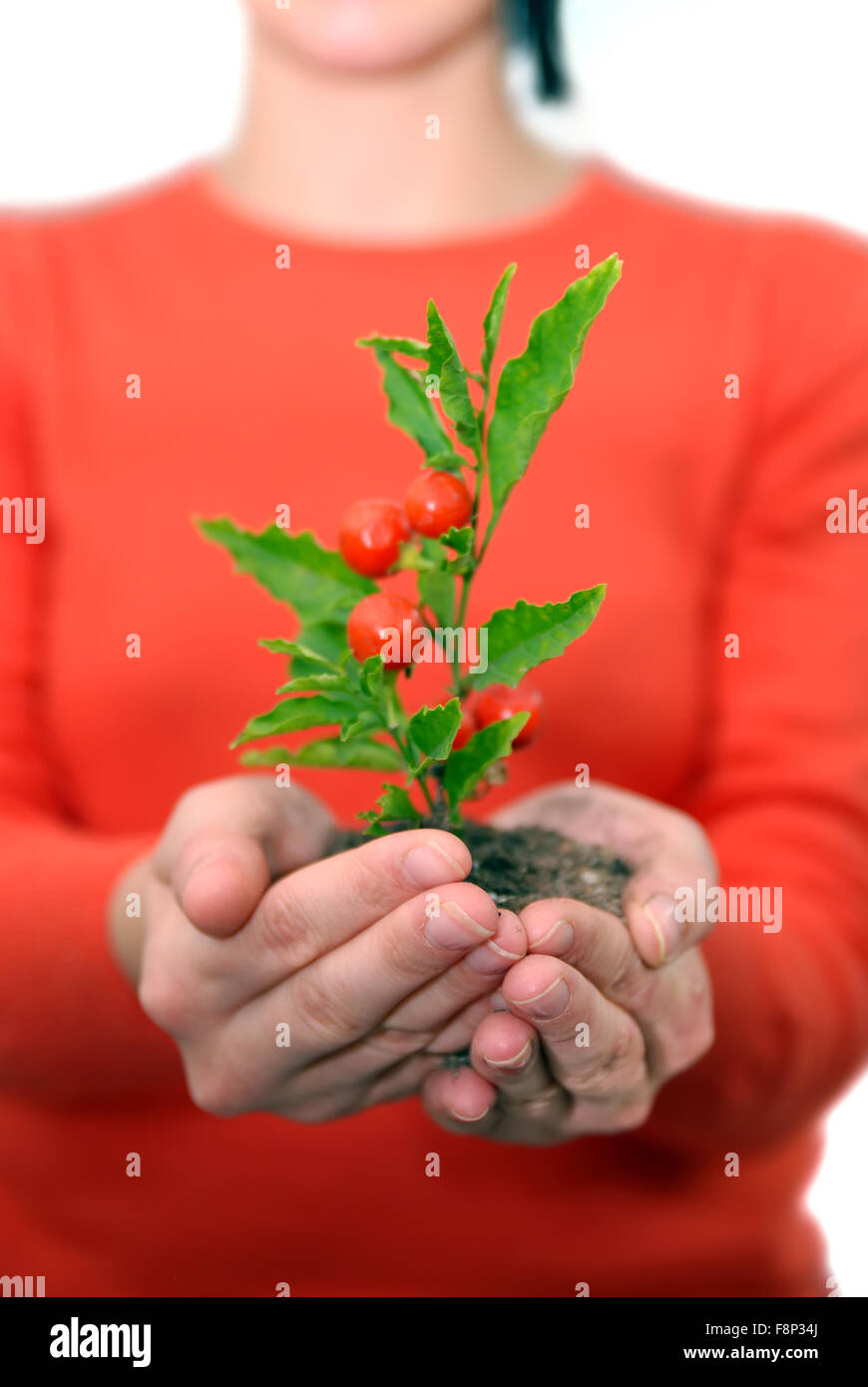 growth concept with small plant in hand Stock Photo - Alamy