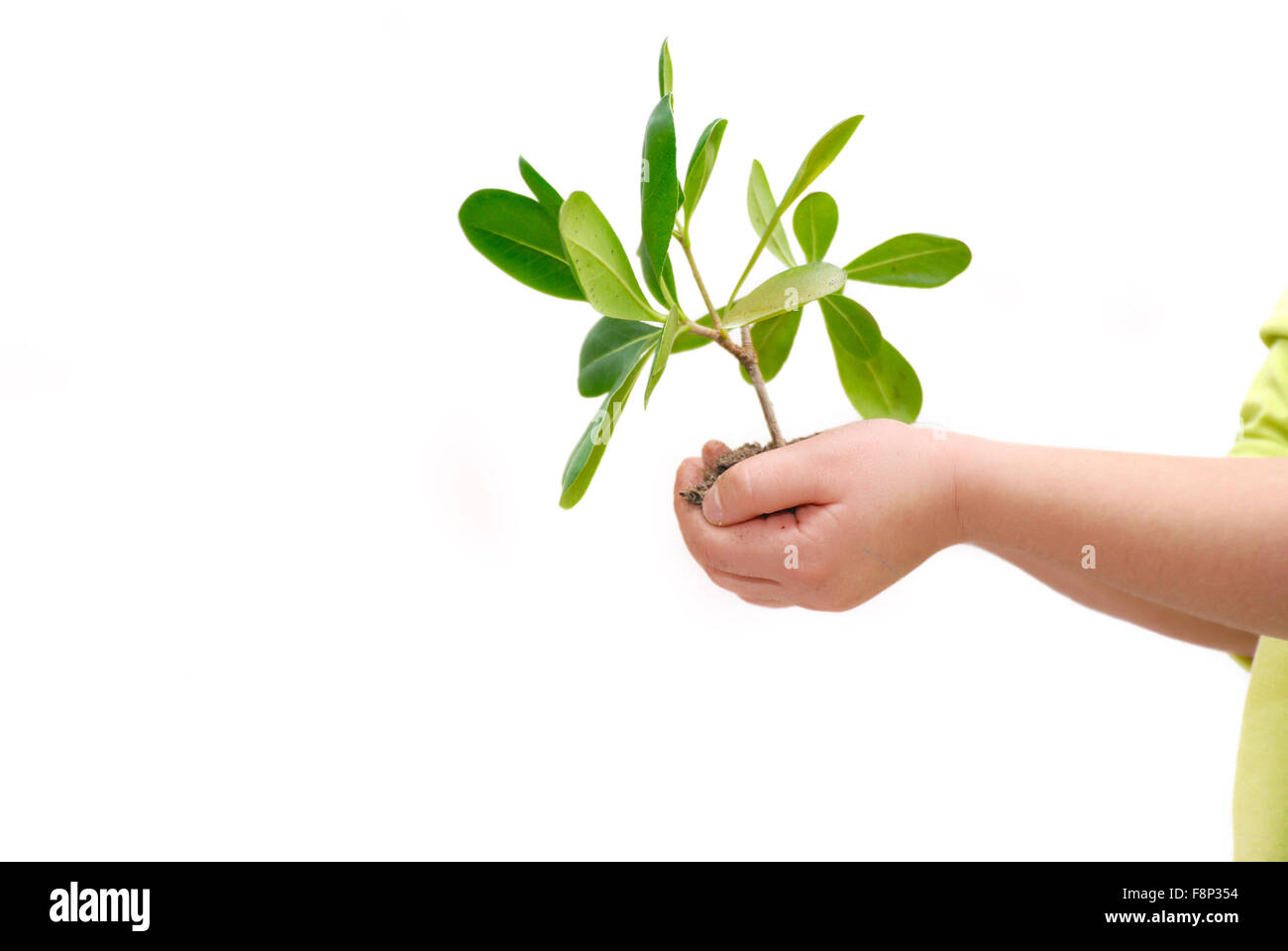 growth concept with small plant in hand Stock Photo - Alamy