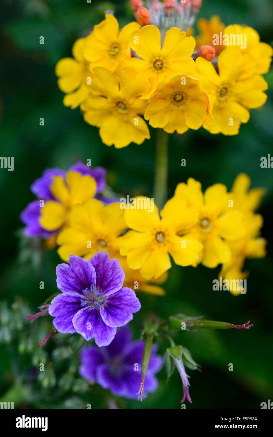 primula japonica geranium wlassovianum purple yellow perennial plant ...