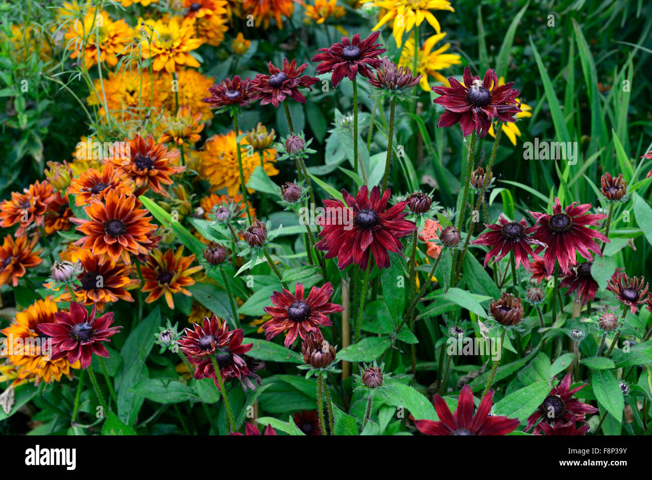 Rudbeckia Cherry Brandy