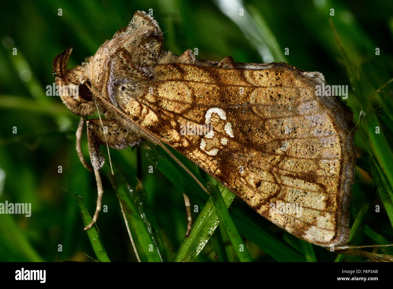 Golden plusia moth (Polychrysia moneta) at rest showing extraordinary ...