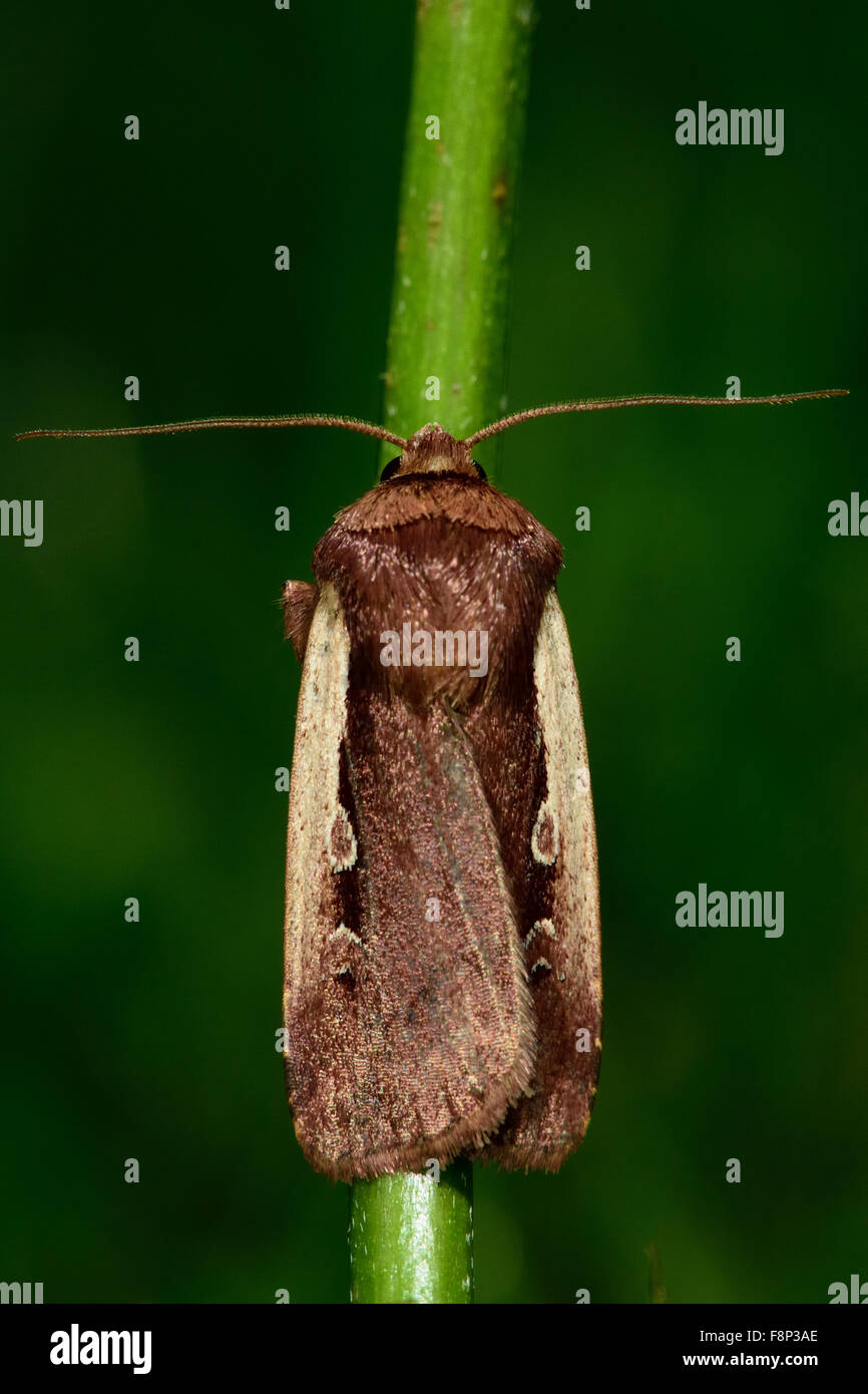 Flame shoulder hi-res stock photography and images - Alamy