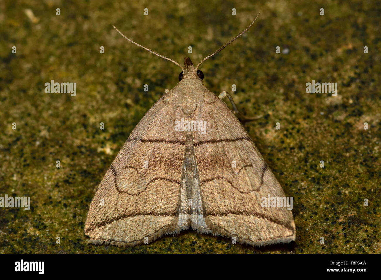 Small fan-foot moth (Herminia tarsicrinalis Stock Photo - Alamy