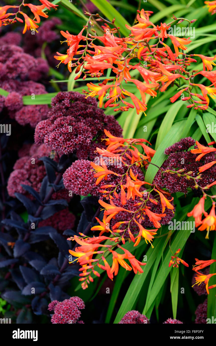 sedum jose aubergine crocosmia zanzibar orange purple flower flowers ...