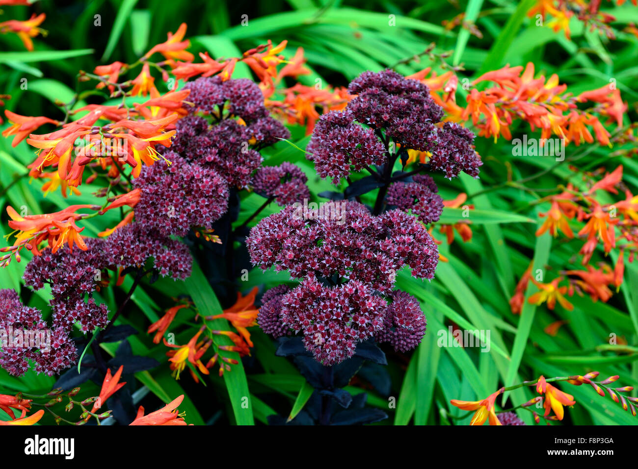 sedum jose aubergine crocosmia zanzibar orange purple flower flowers ...