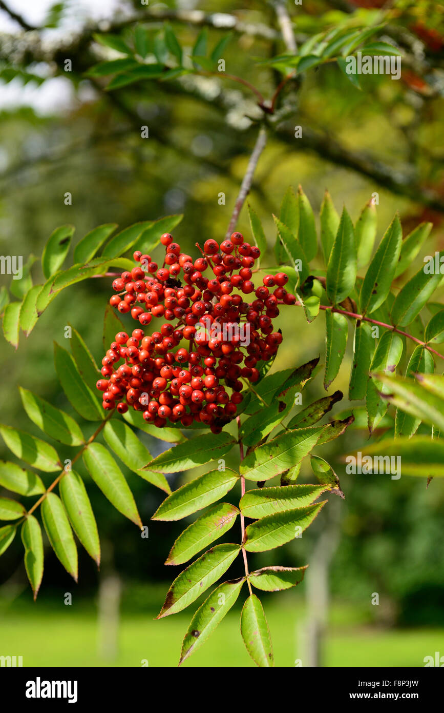 Sorbus americana hi-res stock photography and images - Alamy