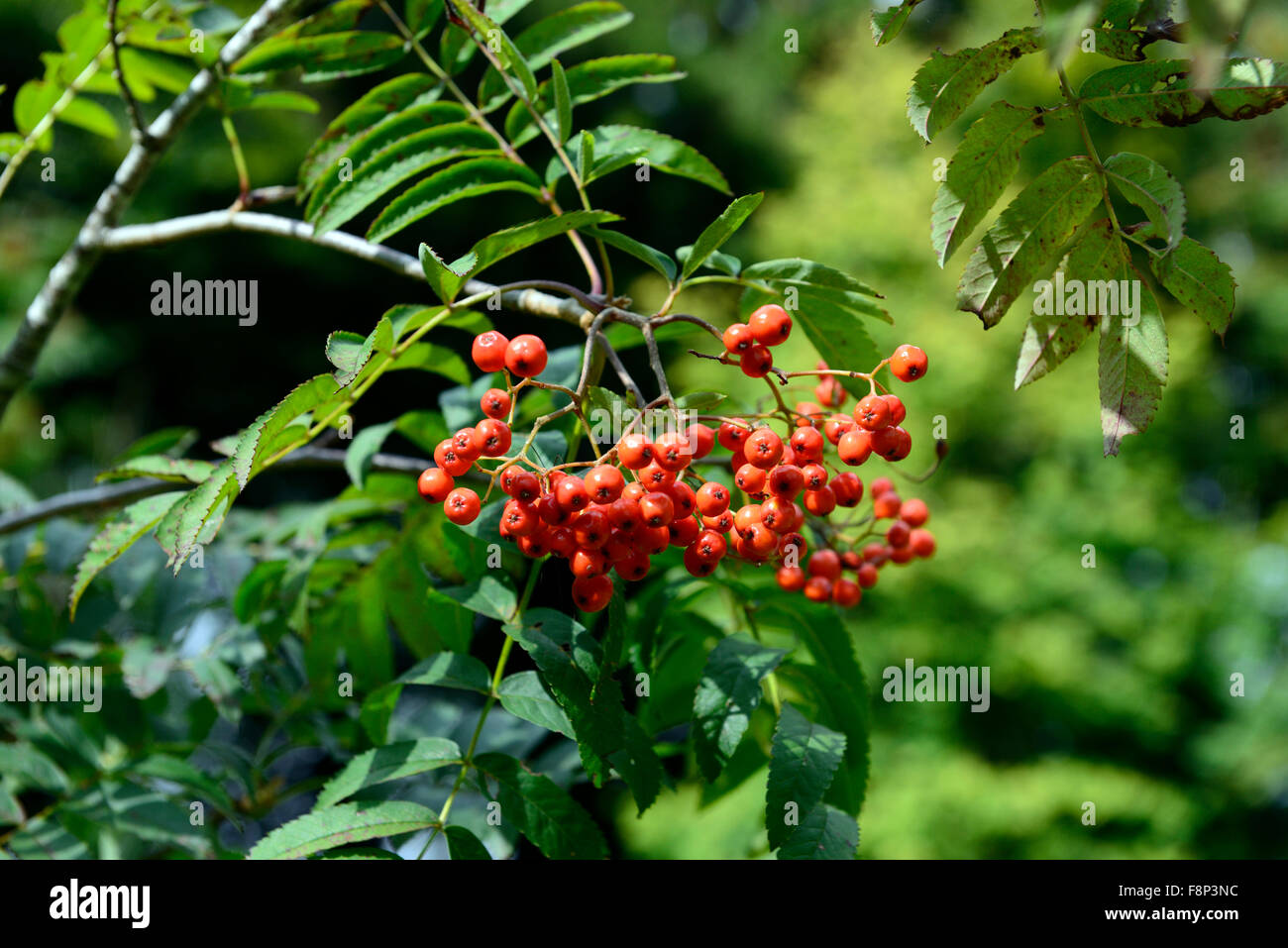 sorbus commixta red berries mountain ash ashes rowan tree trees ...