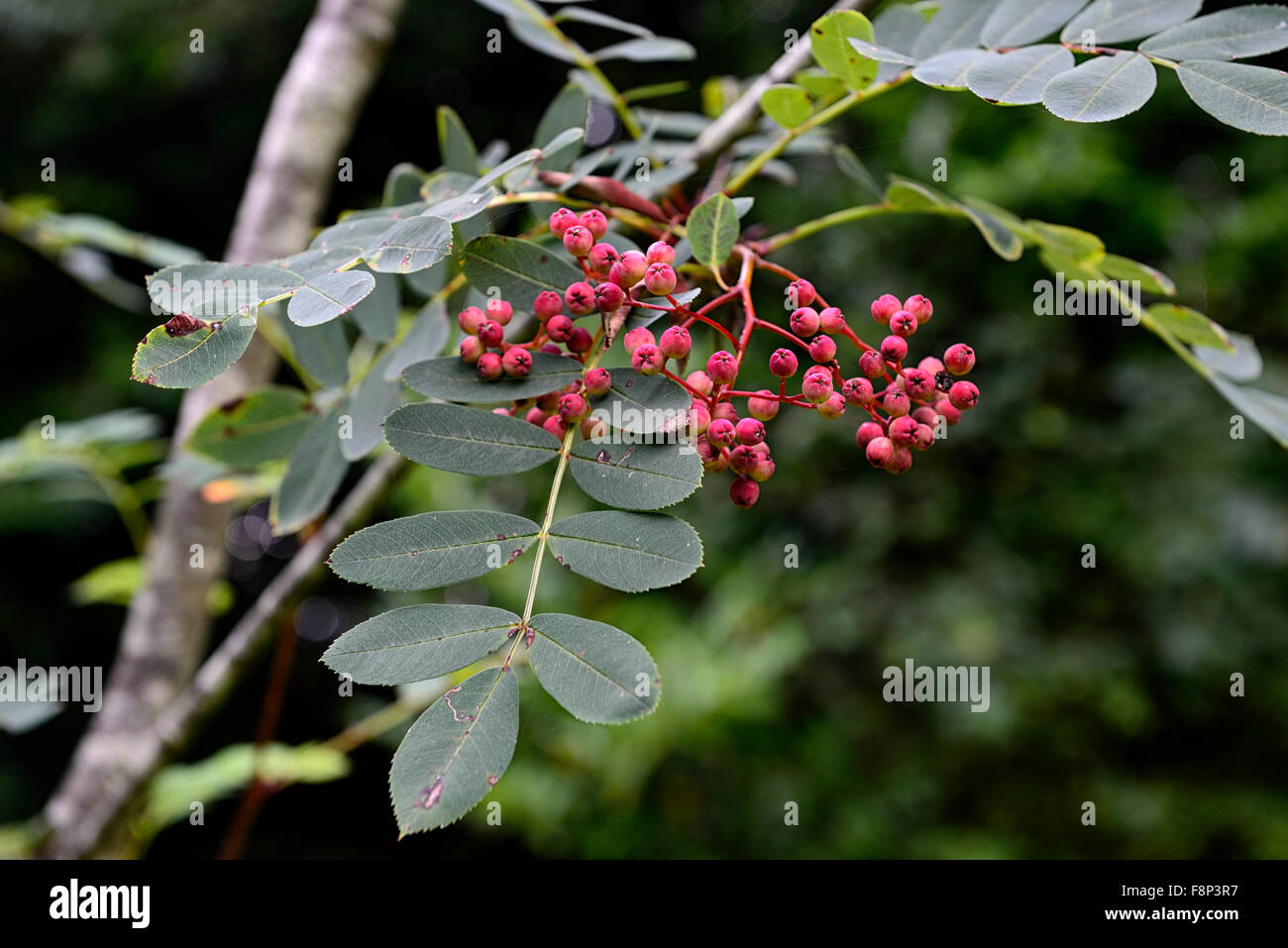 sorbus hupehensis pink pagoda pink berries mountain ash ashes rowan ...