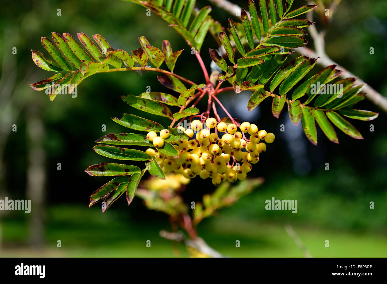 sorbus intermedia joseph rock yellow berries mountain ash ashes rowan ...