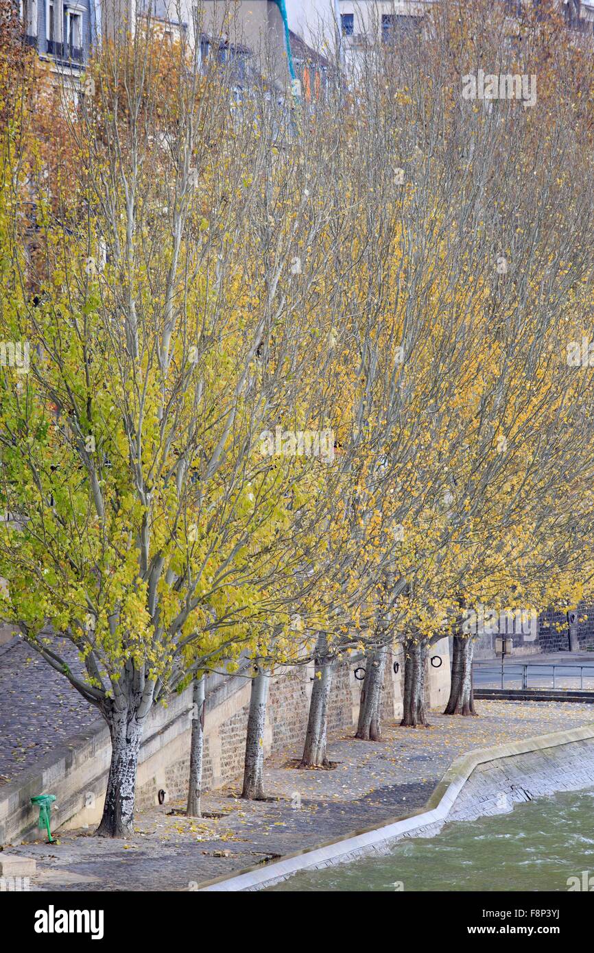 Europe france paris winter trees hi-res stock photography and images ...