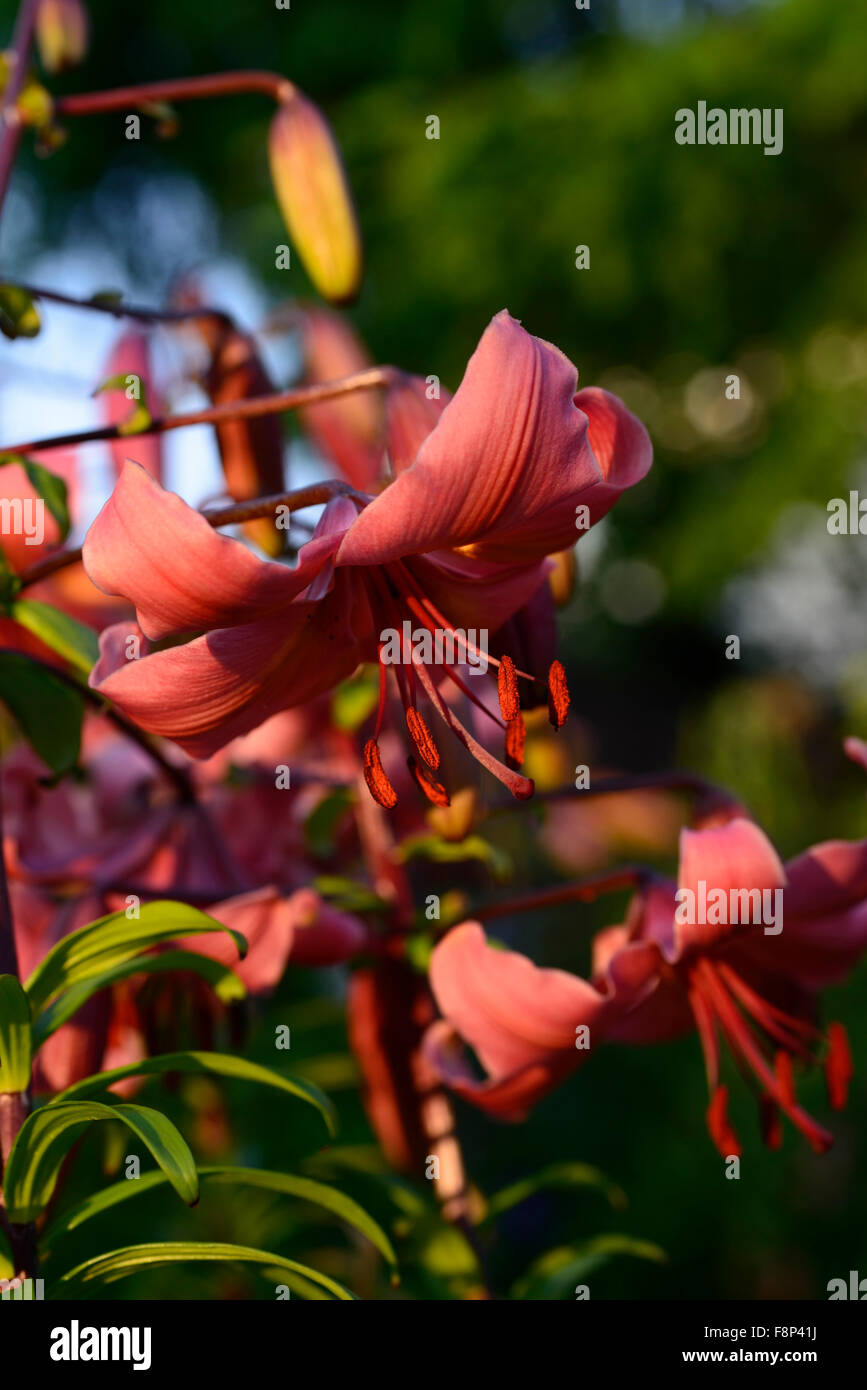 Downward facing flower hi-res stock photography and images - Alamy