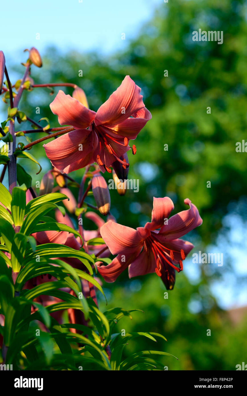 lilium pink flavour Asiatic Lilies lily downward facing flowers sunest ...