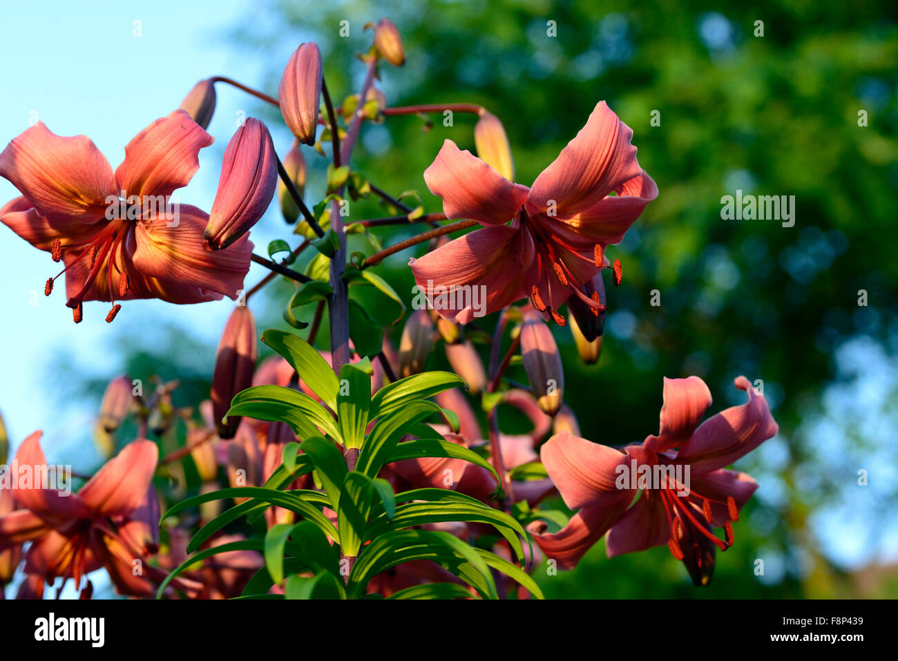 Downward facing red flower Ink Art & Collectibles etna.com.pe