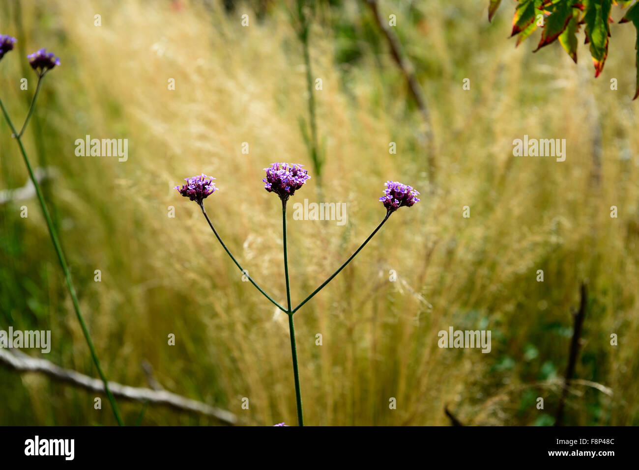 verbena bonariensis standing tall perennial flower flowers grass ...