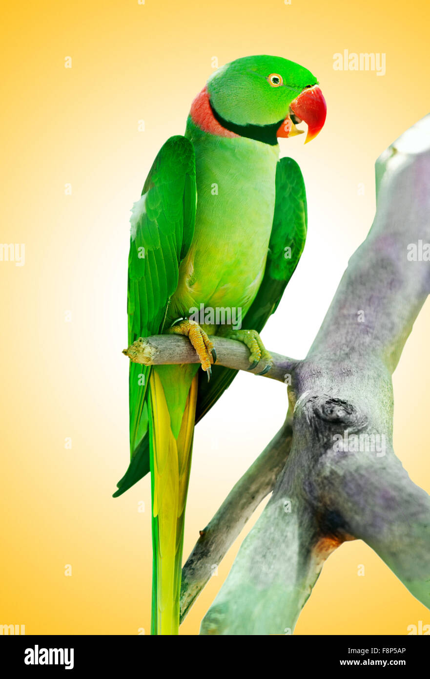 Colourful parrot bird sitting on the perch Stock Photo - Alamy