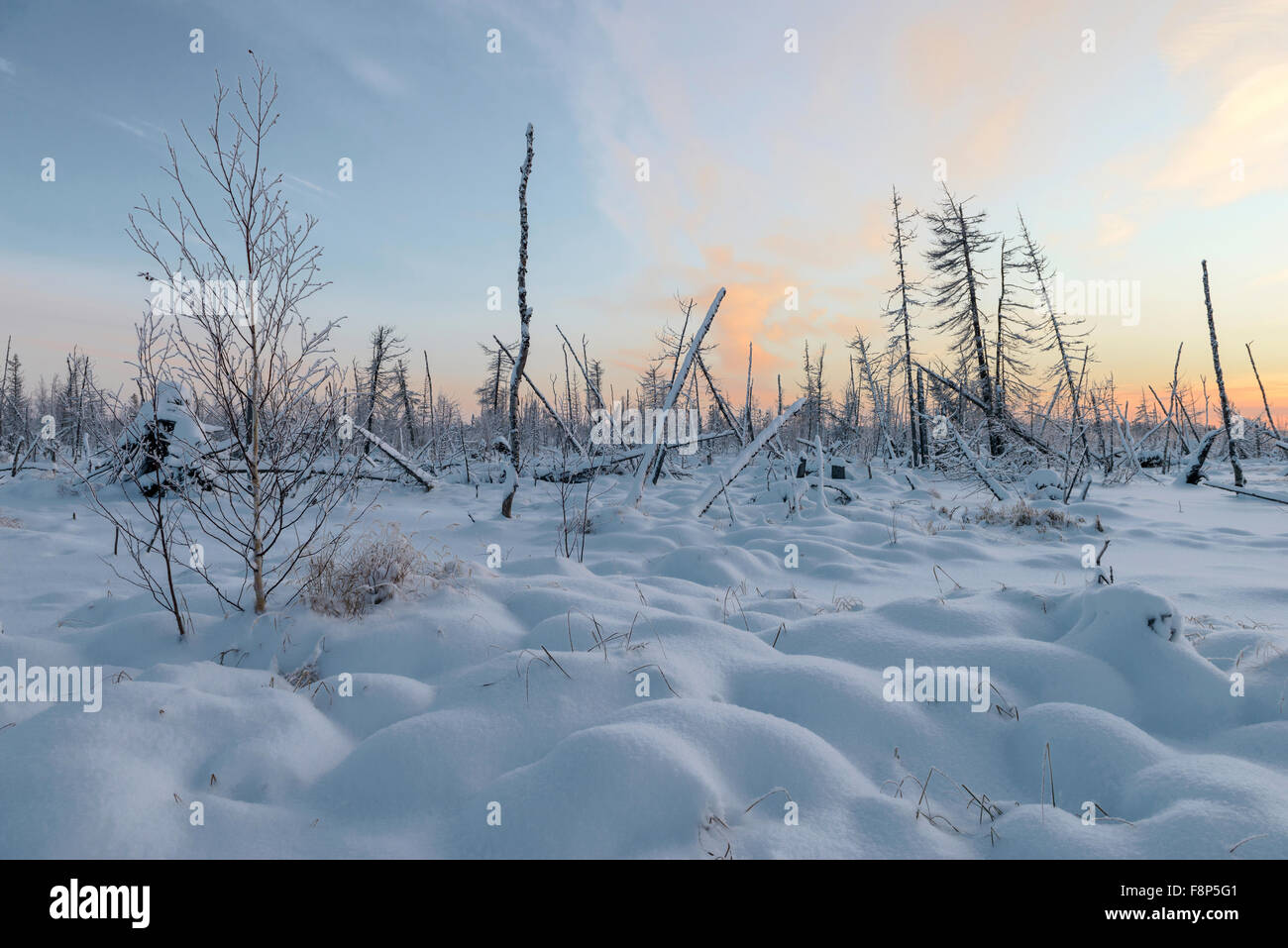 beautiful landscapes of the wild nature of the Yamal Peninsula, Russia ...