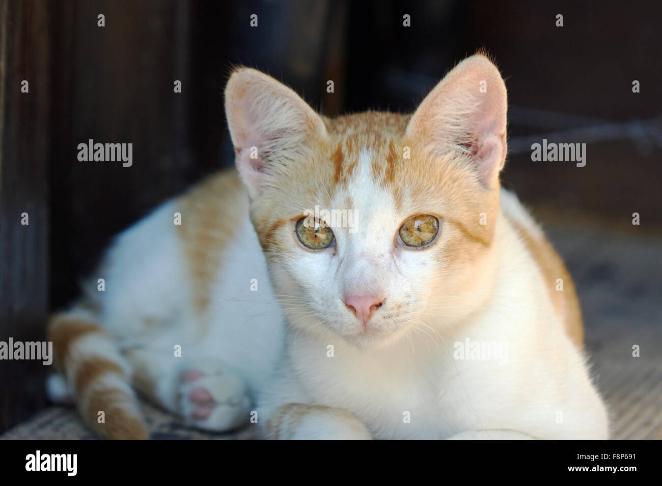 Young European ginger cat in Greece Stock Photo - Alamy